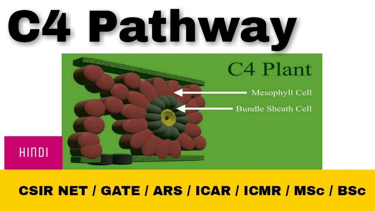 C4 cycle in plants | Hatch slack pathway in plants Hindi - YouTube