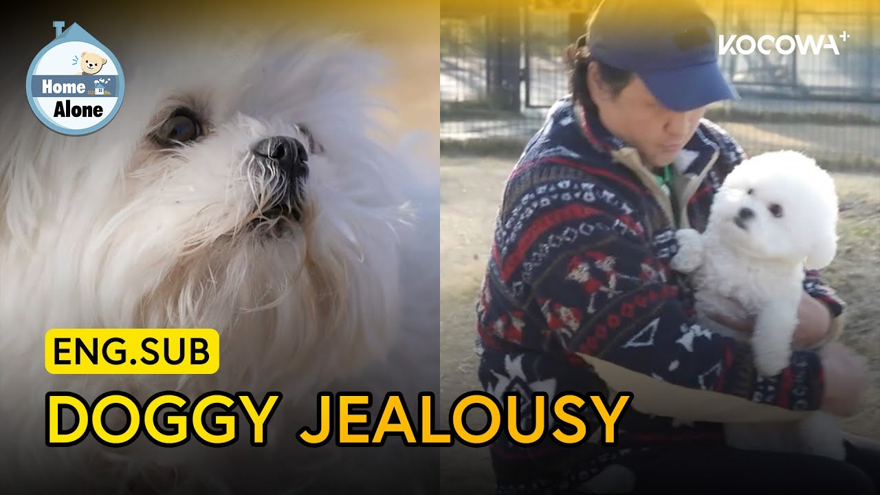 Sung Hwan's Dog Gets Jealous He's Paying Attention To Other Dogs 🐶 ...