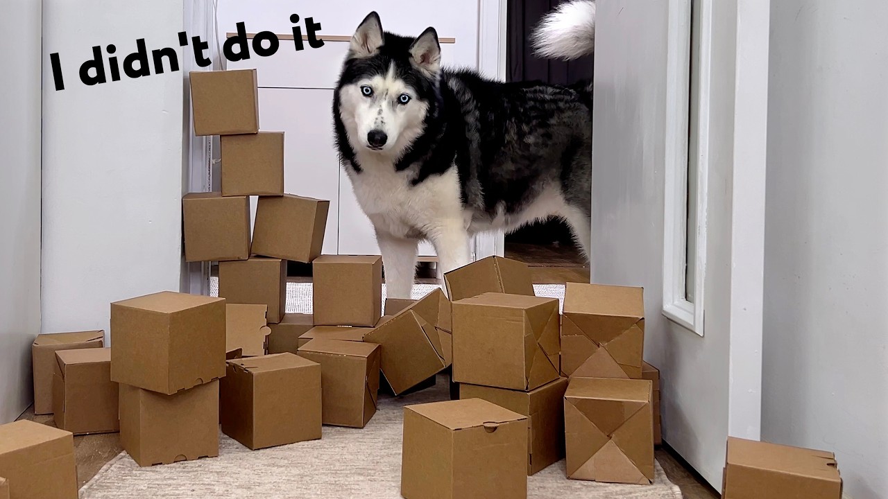 Huskies Destroy the Wall! Dogs And Cats Compete In Overcoming an ...