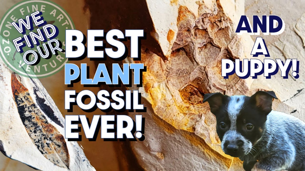 The Best Plant Fossil We've EVER Found! And A Puppy! #thefinders - YouTube