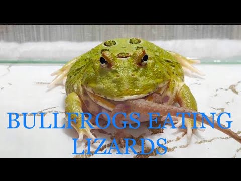 BULLFROGS EATING LIZARDS *this is live feeding* please like and ...
