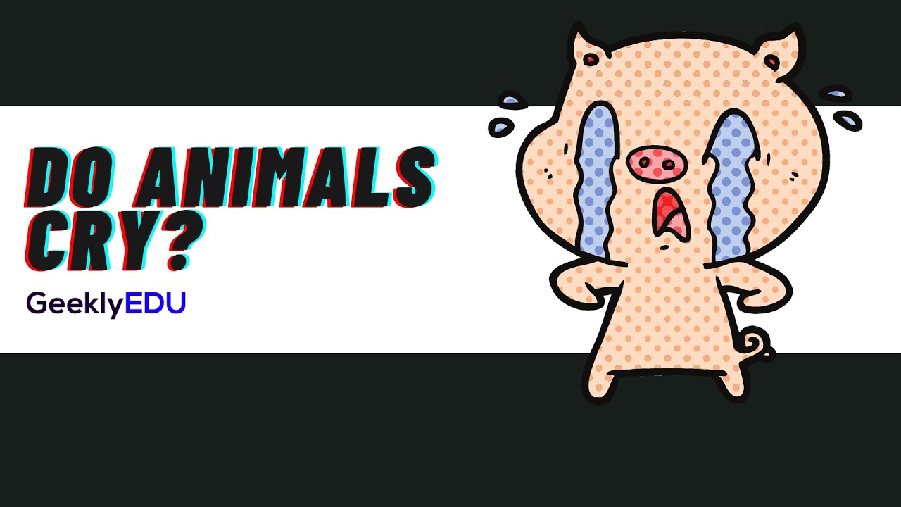 Do Animals Cry? Three Types of Tears Explained by GeeklyEDU - YouTube