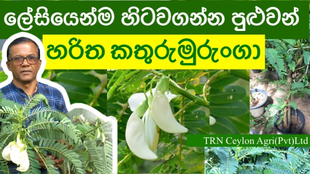 Kathurumurunga |කොහොම කෑවත් ගුණ කතුරුමුරුංගා ගහක් තාම හිටවල නැද්ද ...