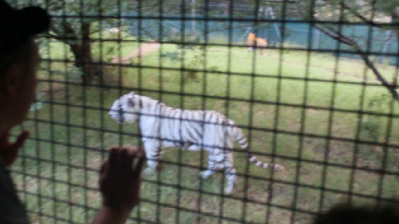 Drive Through Tiger Safari at Casela Park, Mauritius - YouTube