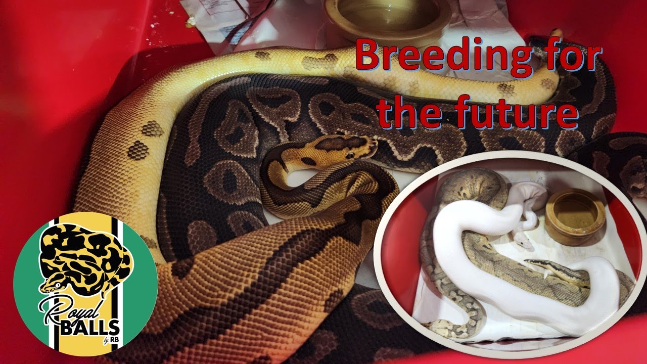 Breeding Ball Pythons; Breeding for the Future. - YouTube