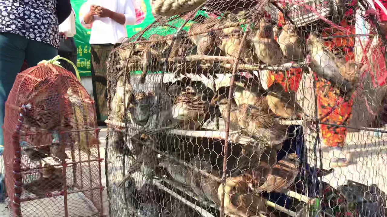 ឲ្យអភ័យទាន | ព្រលែងសត្វឲ្យផុតកម្មពៀរ | Setting The Birds Free | taking ...