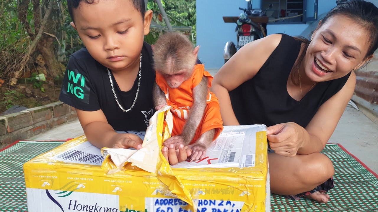 Baby Monkey Bob is curious with Aunt Linda's big gift box - YouTube