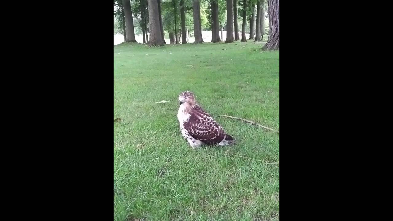 Sleeping Falcon - YouTube