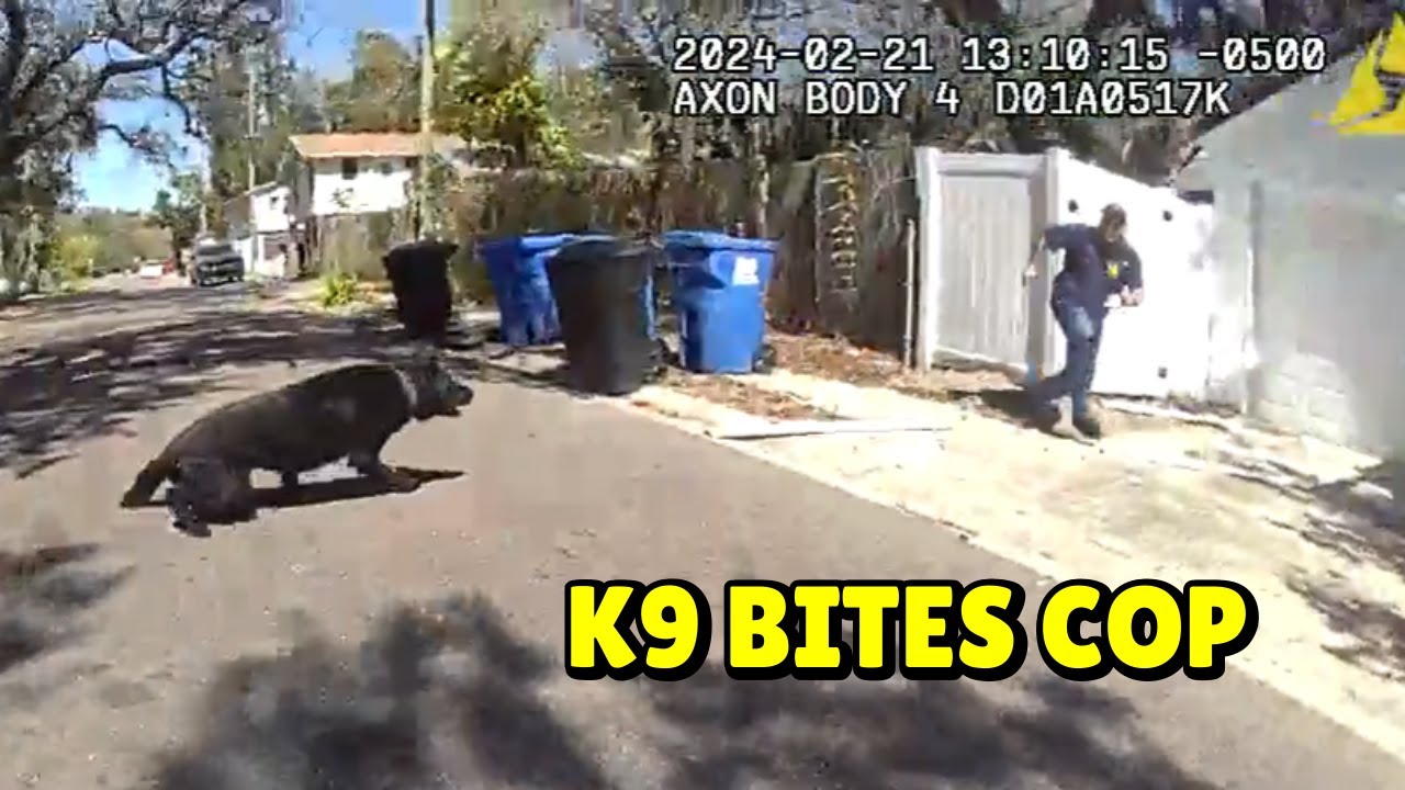 K9 Police Dog Bites Officer During Chase!!! St. Petersburg, Florida ...