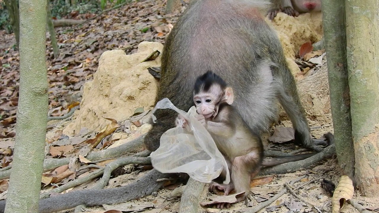 Baby Monkey Tito Son Of Female Alpha - YouTube