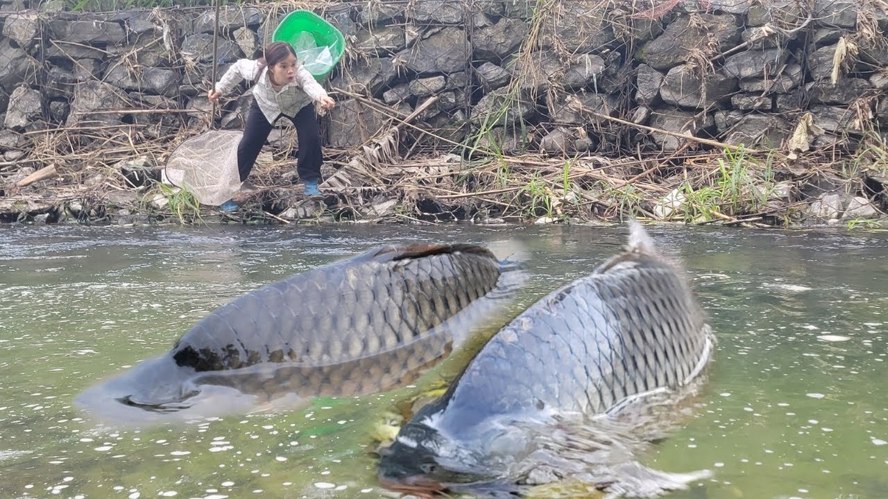 Meet giant fish in a puddle. Catch giant fish with bare hands. Fish ...