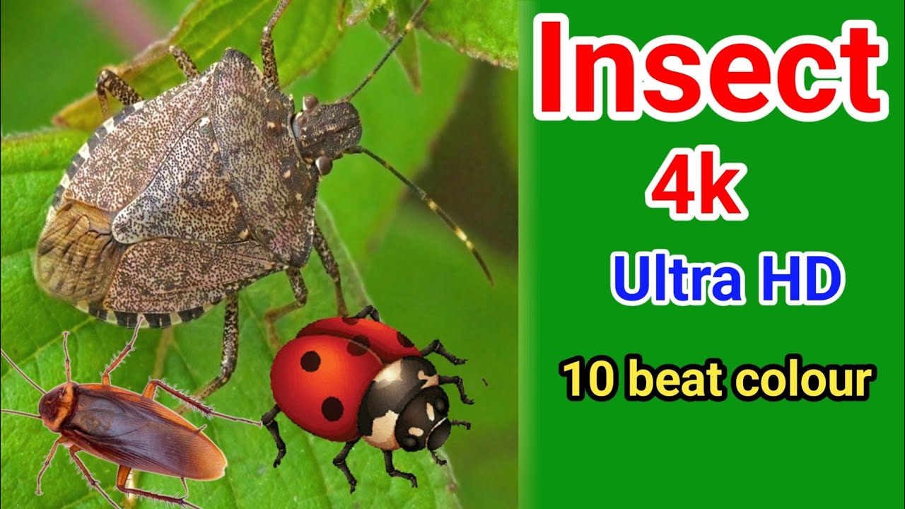 insects video | insect natural 4k video | insects video | insects video ...