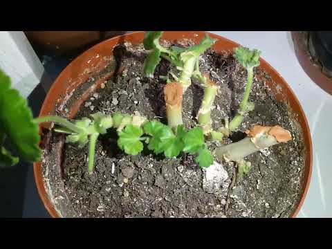 Soğuktan Etkilenen Ve Donmuş Çiçekler Nasıl Kurtarılır Çok Özel Bilgiler 