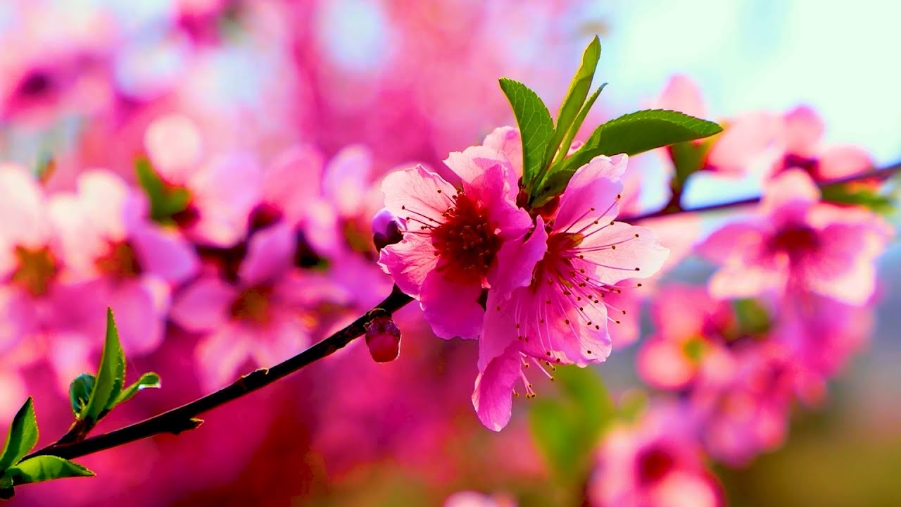 12 hours 🌸 Spring flowers, music video to calm the soul#spring #nature ...