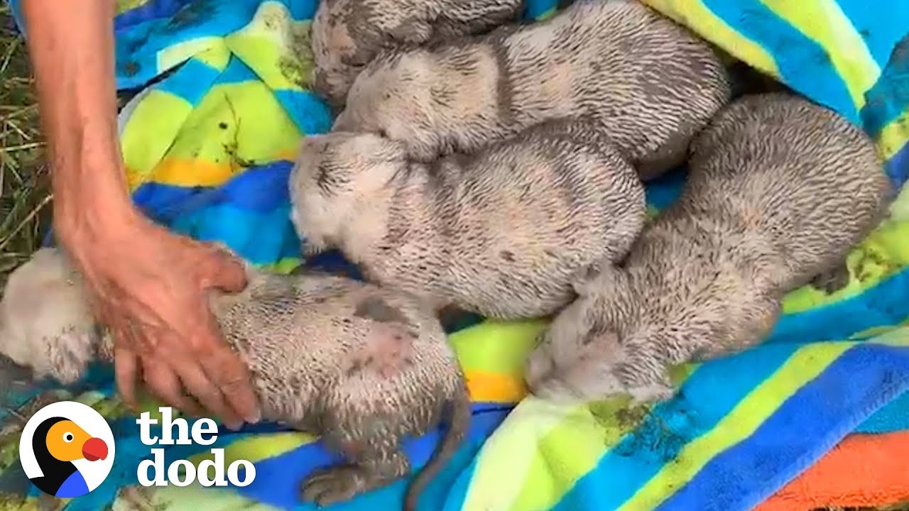 The Look On This Mama Dog's Face When She Realizes Her Babies Are Safe ...