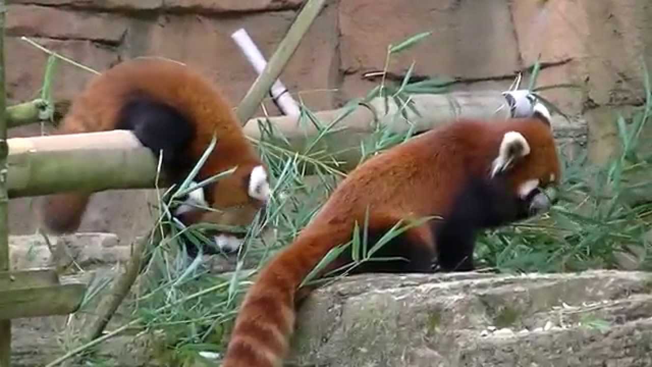 Red Panda Cubs Back at It - YouTube