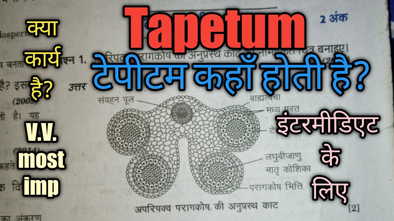 Tapetum. टेपीटम | टेपीटम कहां होती है? टेपीटम का क्या कार्य है ...