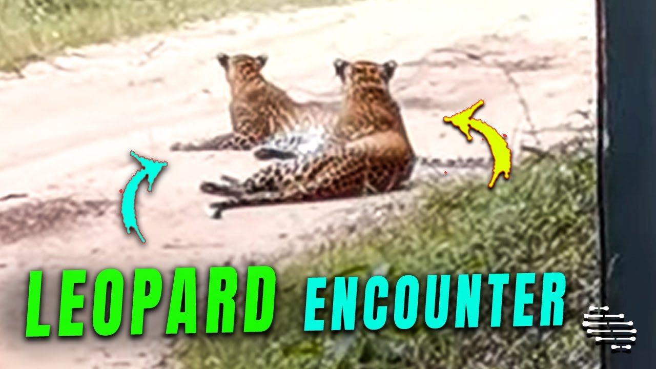 Two Wild Boars Causes a Leopard to Seek Safety in a Tree - YouTube