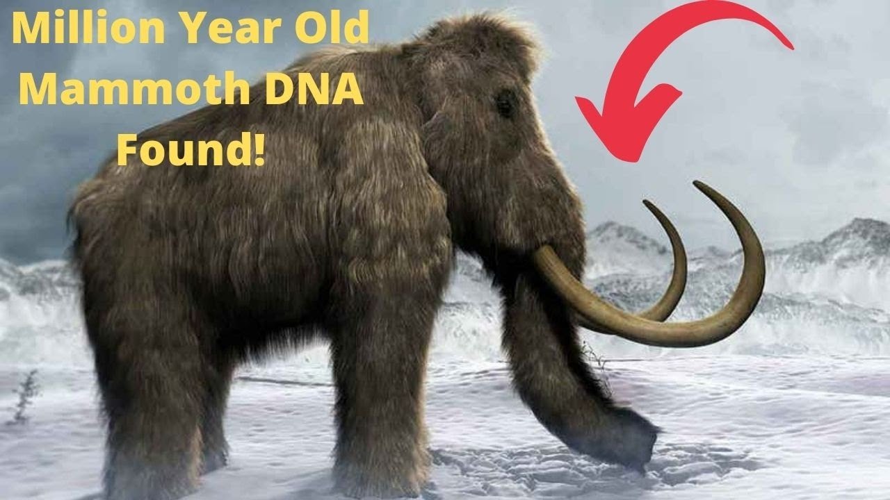 World's Oldest DNA Found in Wooly Mammoth | Ancient Destinations - YouTube