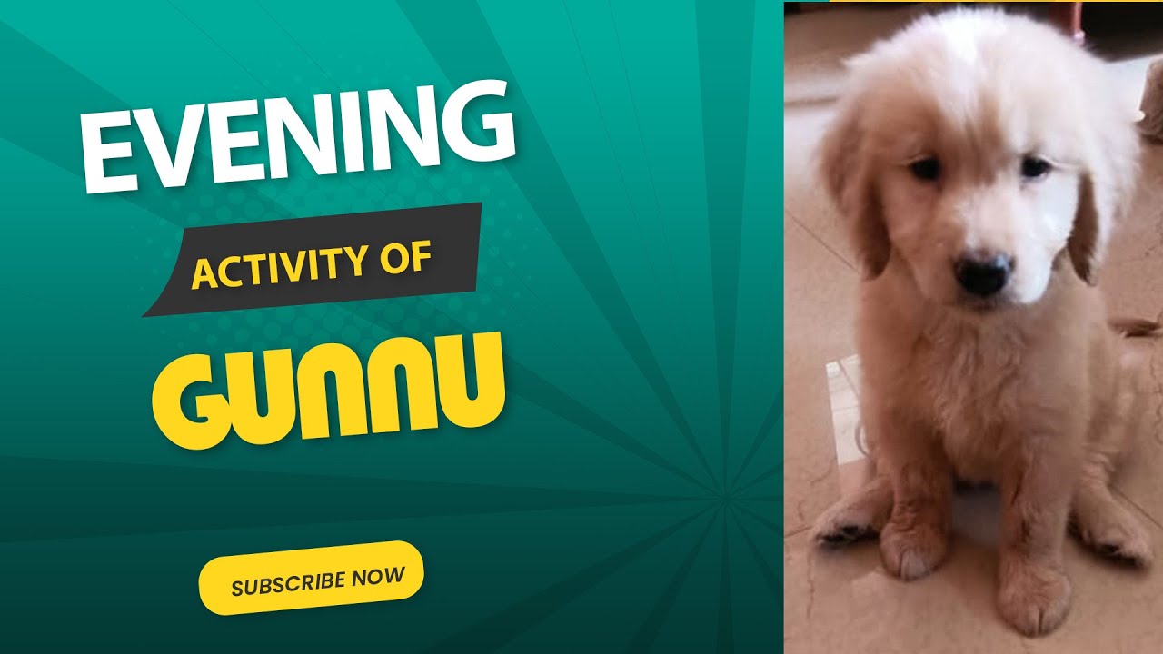 গুন্নুর মজার কার্যকলাপ | Fun Activity of Gunnu | Gunnu The Pet | Golden ...
