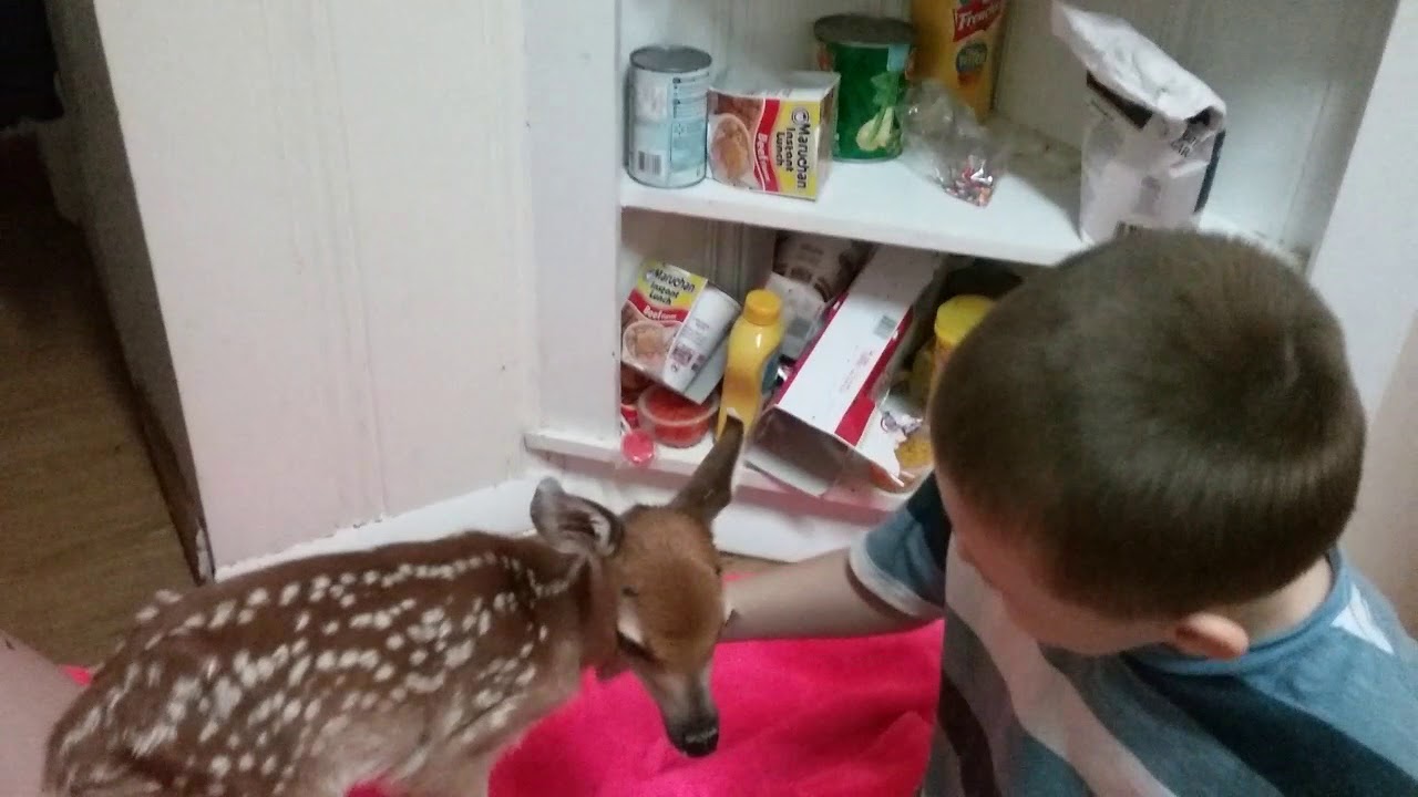 Cute baby deer in the house! - YouTube