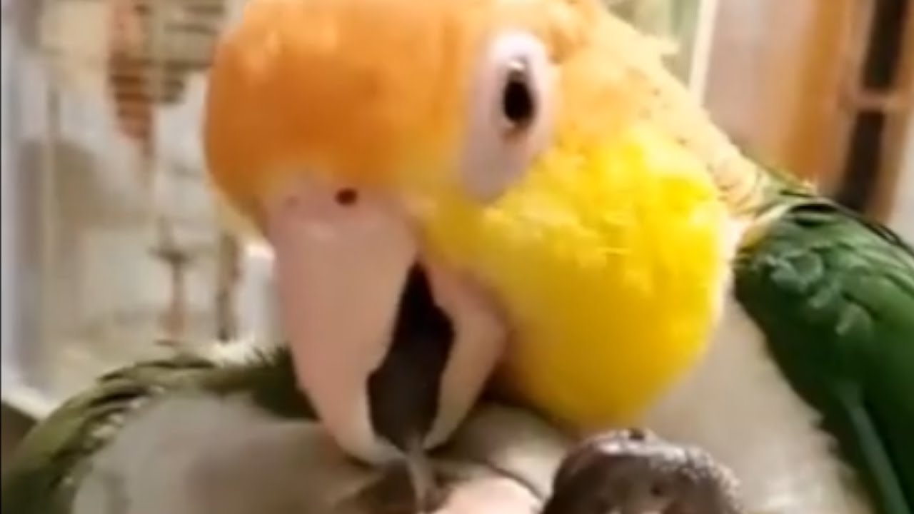 Inseparable parrots adorably groom each other - YouTube
