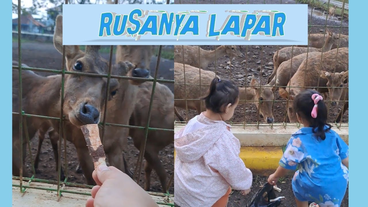 RUSA DI VEDCA CIANJUR - YouTube