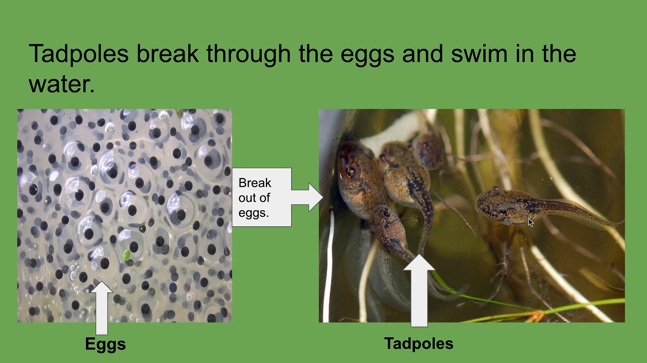 Tadpole To Frog (Life Cycle): Jun 7, 2020 7:03 PM - YouTube