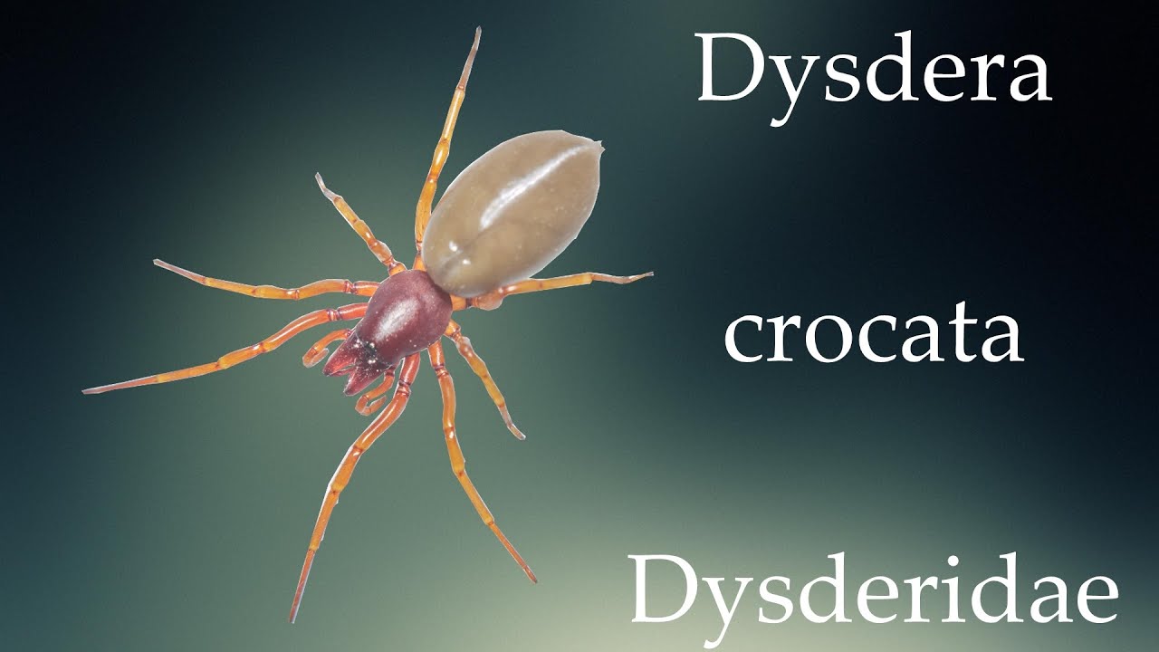 Dysdera crocata || Dysderidae - YouTube