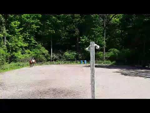 Lily Bauman and Ginger USEF Training Level Test 1 - YouTube