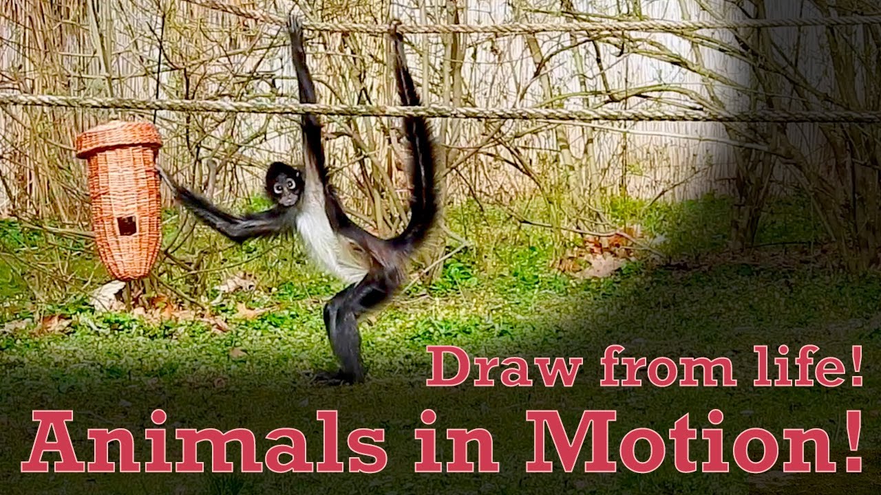 Draw from Life - Animals in Motion #20 - Spider Monkey - YouTube