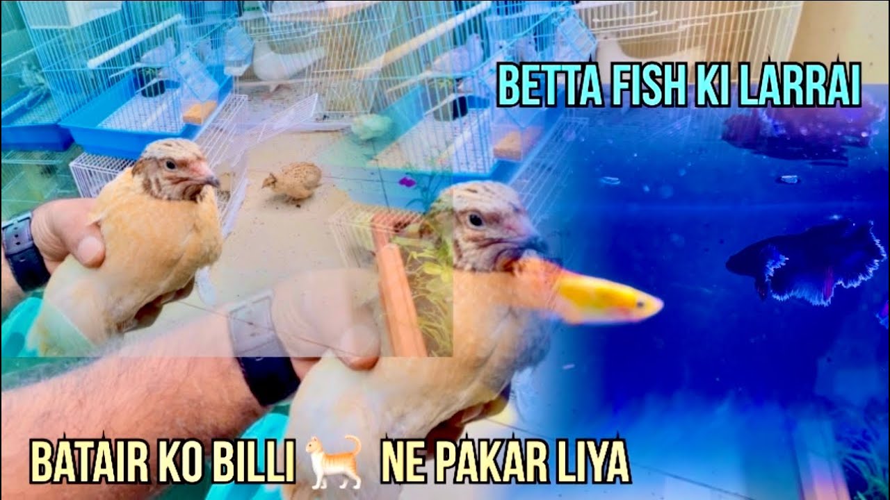 Batair ko zain ne bacha liya billi sa || betta fish ki larrai || - YouTube
