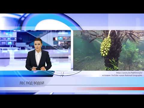 Лес под водой
