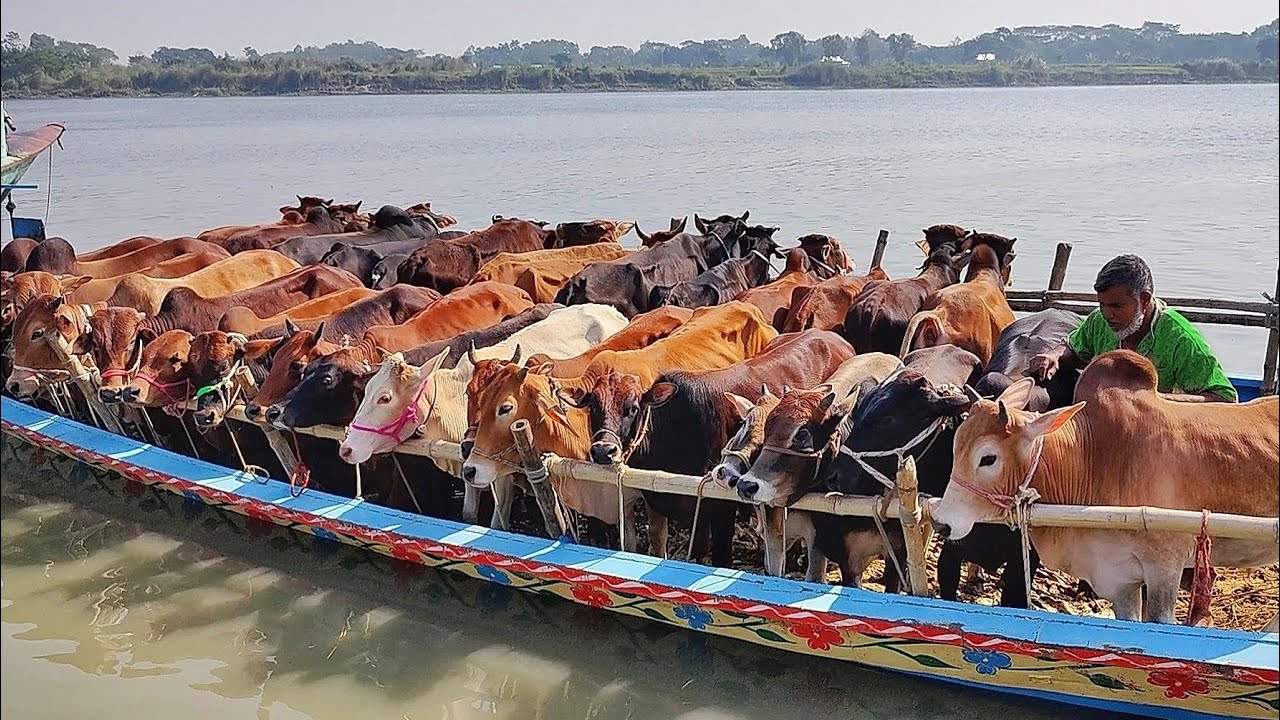 Very Popular Village Cattle Market | Cow Unloading at Hazratpur Para ...