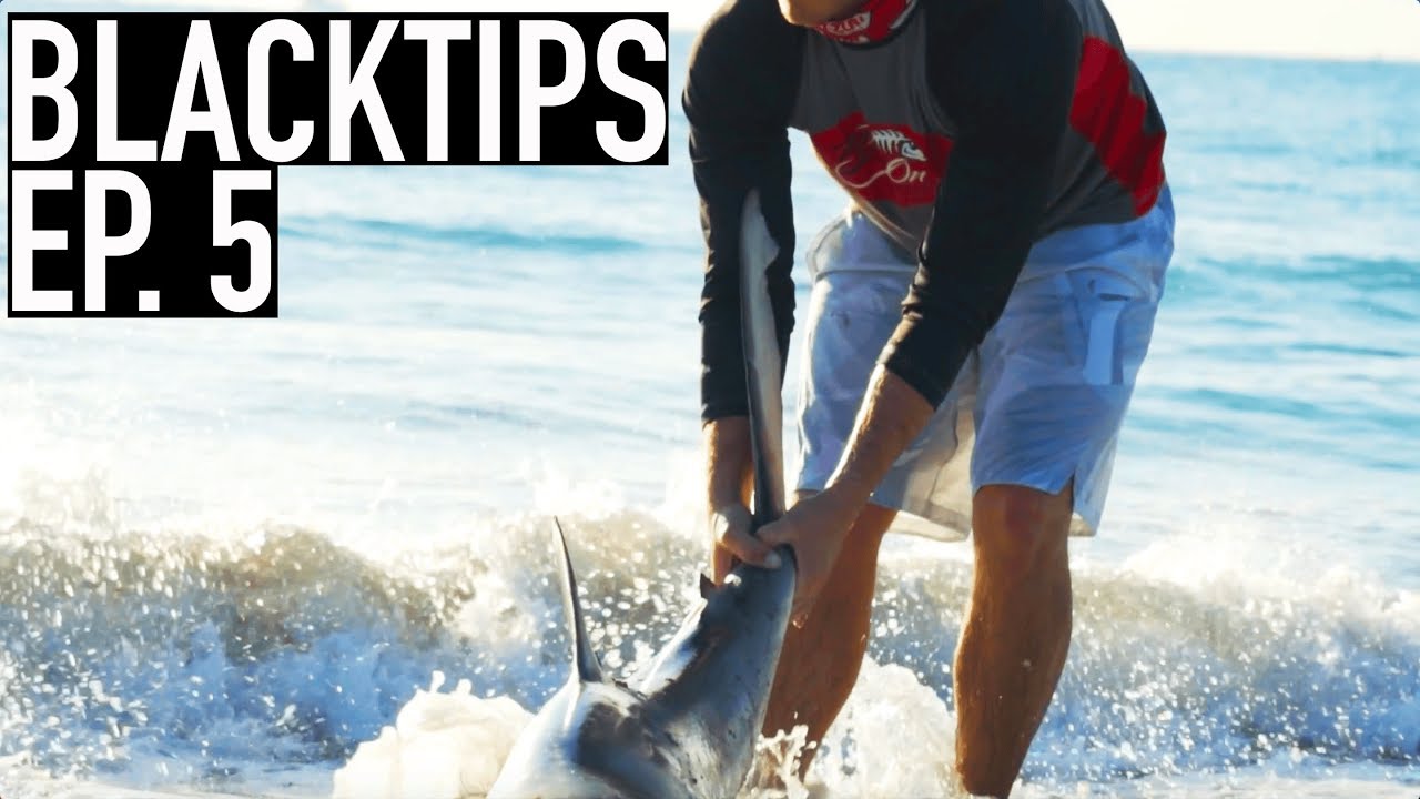 Guide To The Blacktip Shark Migration - Ep.5 - Release - YouTube