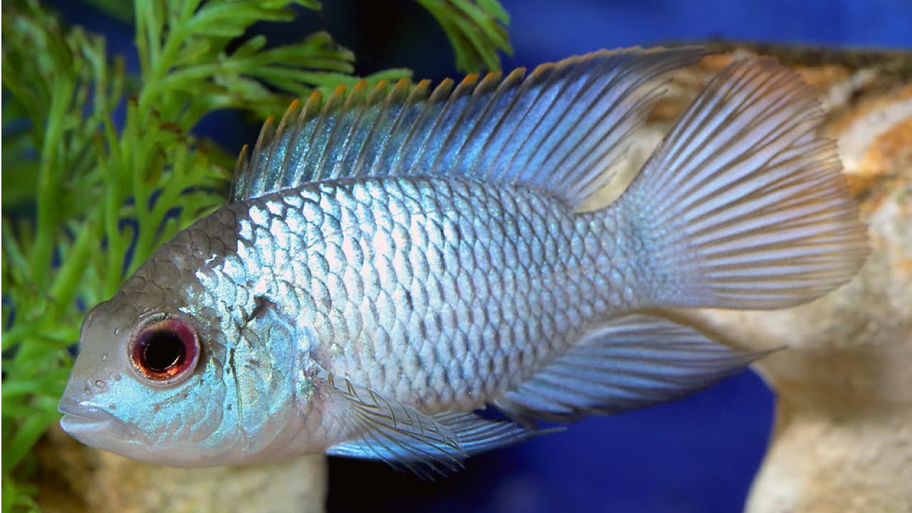 30 Gallon Tiger Barbs & Electric Blue Acara - YouTube