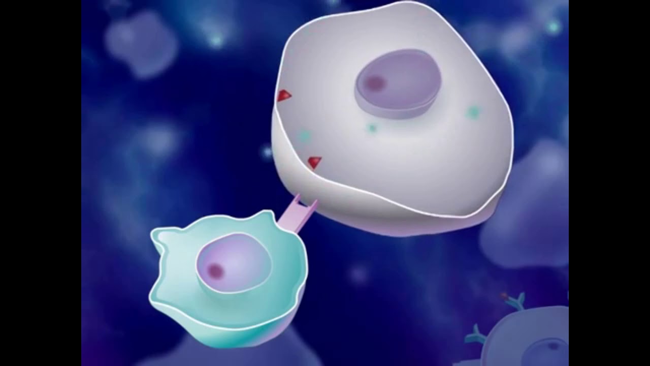 Action Lymphocyte T Youtube