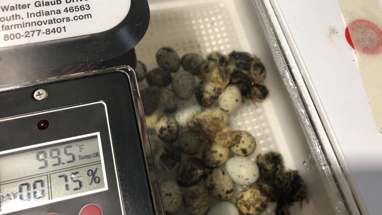 Quail hatching day - YouTube