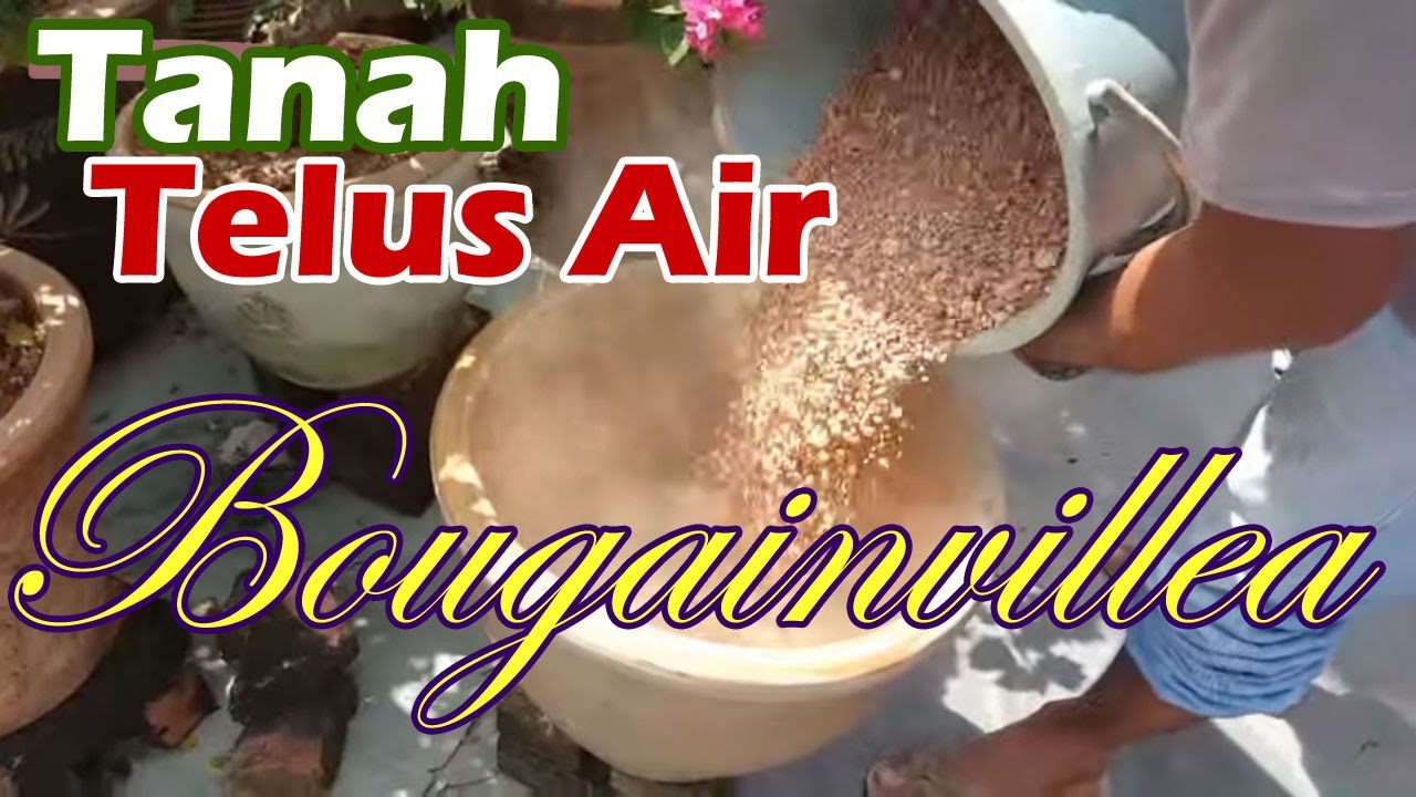Bagaimana Menghasilkan Tanah Bunga Kertas Terbaik - YouTube