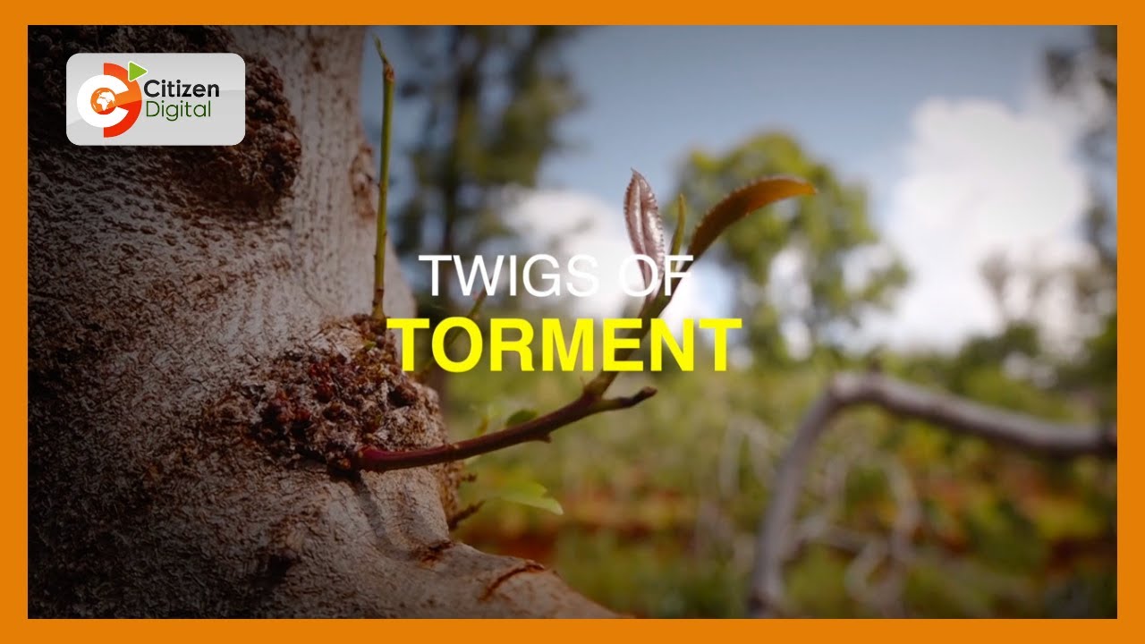 | TWIGS OF TORMENT | Ban on miraa exports hurts Meru farmers who were ...