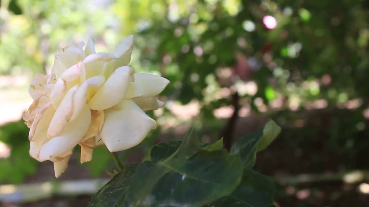 Yellow Rose HD Background Video 1080p - YouTube