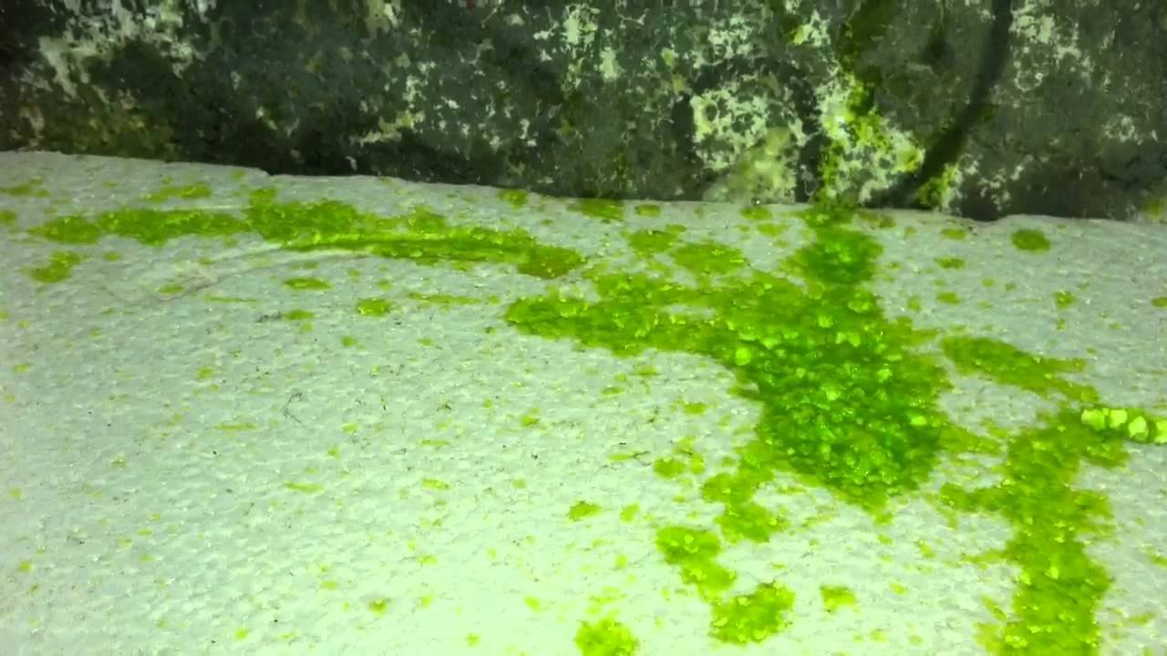 ALIENS: acid blood - YouTube