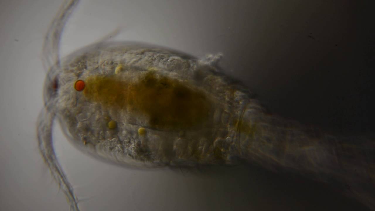 Copepod (Cyclops) - YouTube