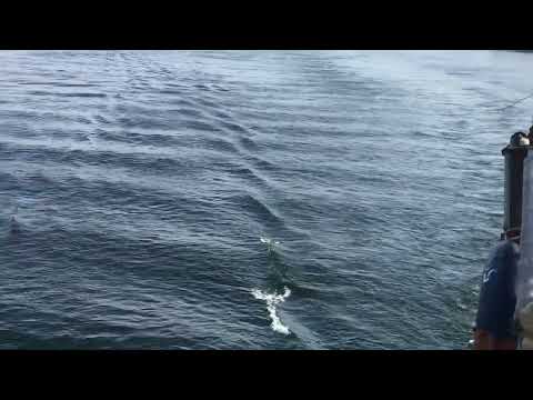 Nil Nehri manzaraları harika-Mısır