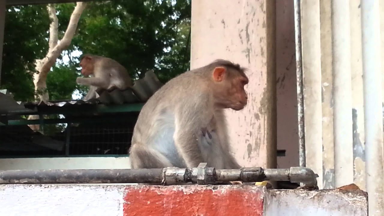 Funny monkeys in Pazhani temple - YouTube