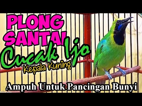 Cucak Ijo Kepala Kuning Gacor Untuk Pancingan Bunyi - YouTube