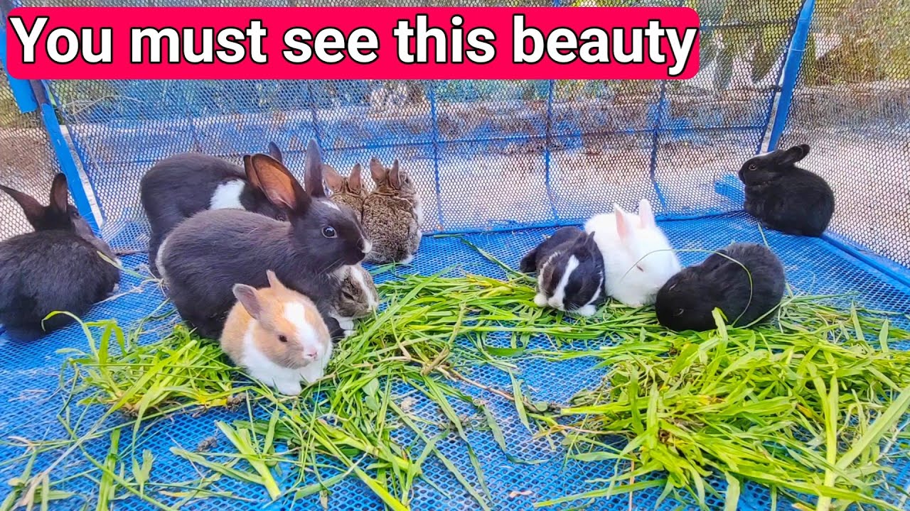 Lots of cute baby bunnies here | Rabbit baby - YouTube
