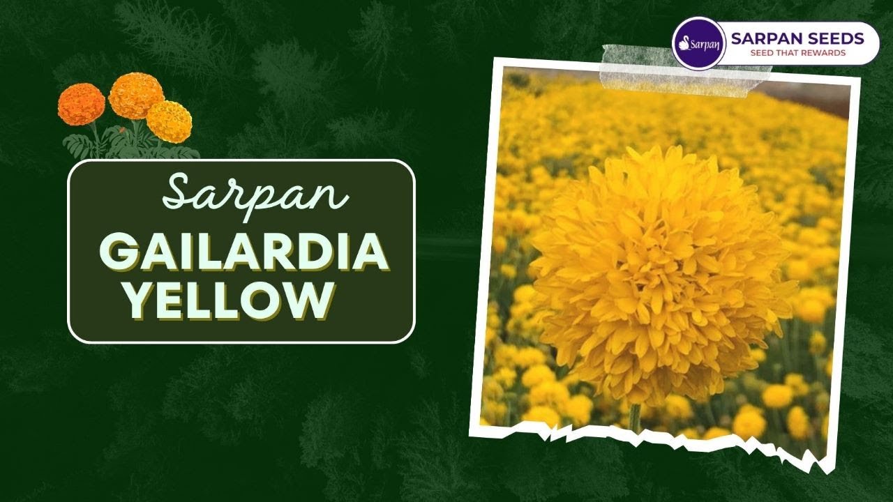 Galanda Flower Seeds | Best Flower Site