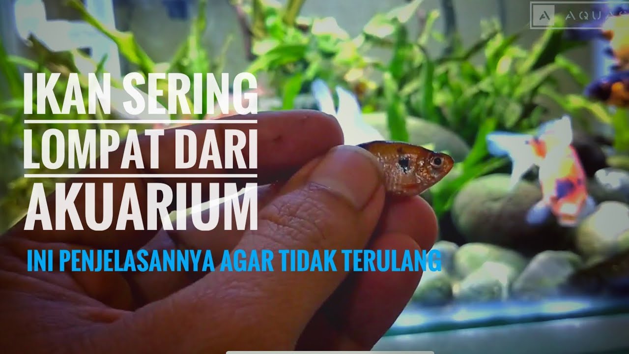KENAPA IKAN SERING LOMPAT DARI AKUARIUM, INI TERNYATA PENYEBABNYA ...