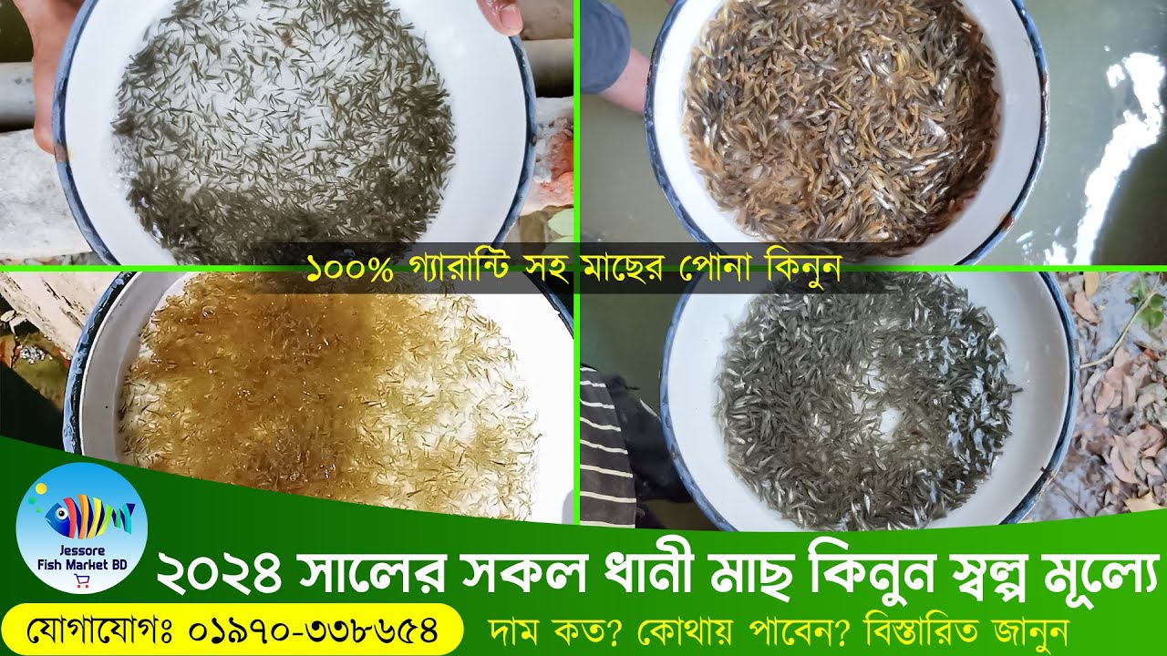 ২০২৪ সালের সকল ধানী মাছ কিনুন || দাম কত? কোথায় পাবেন? বিস্তারিত জানুন ...